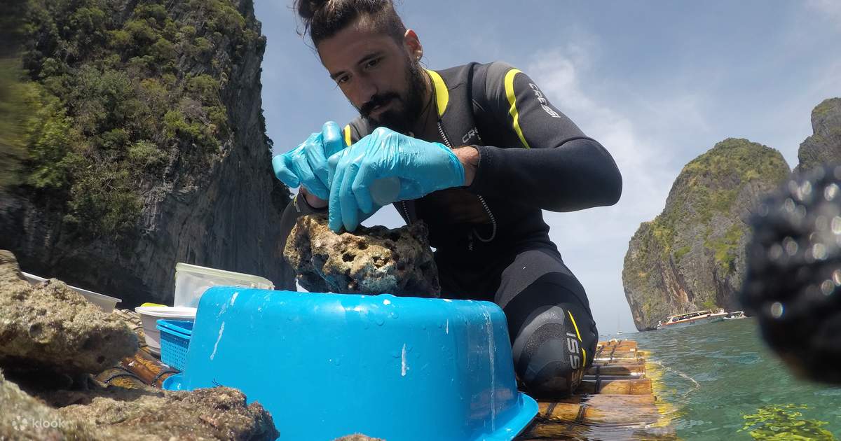 Explore Phi Phi Island with a Conservation Dive at PADI 5 Star Dive Resort - Klook